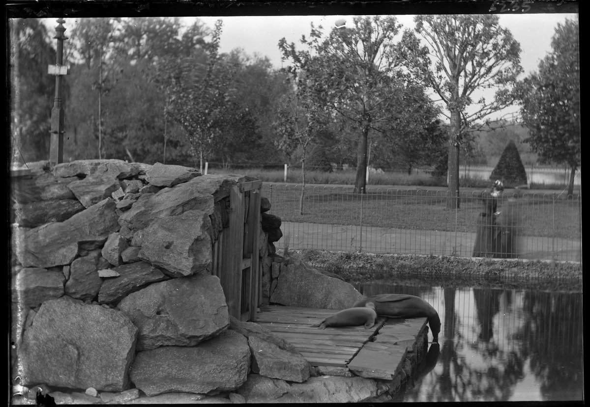 Philadelphia Zoo, seals · Media Historic Archives