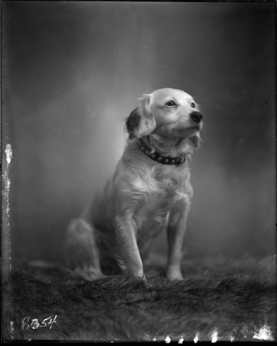 Anderson dog · Media Historic Archives